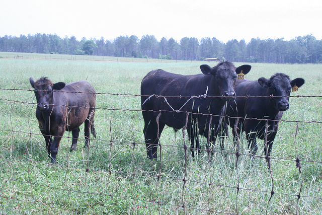 Beef Cattle - Extension | Animal & Dairy Science